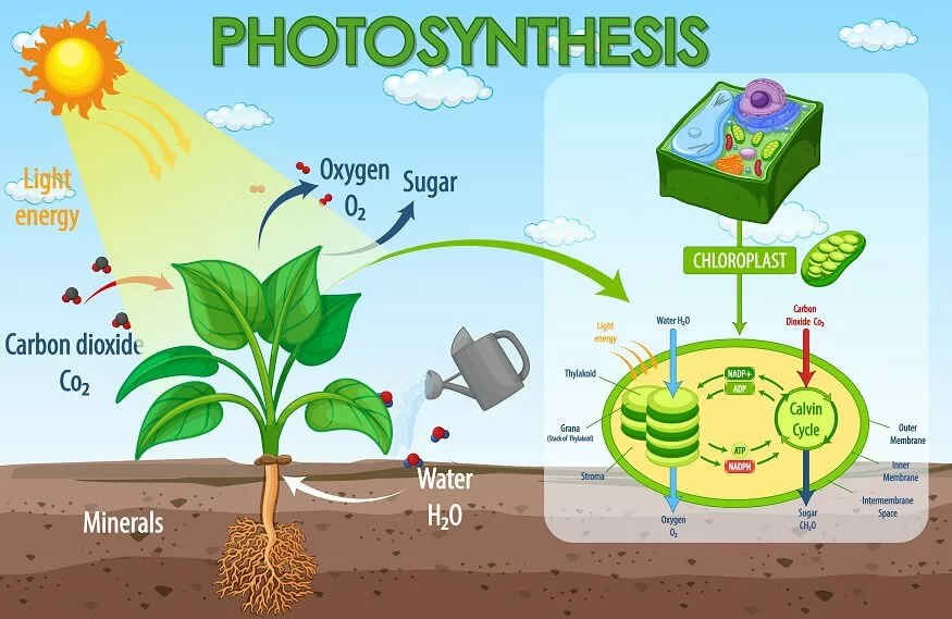 What Is Photosynthesis: How Plants Make Food - EuroSchool